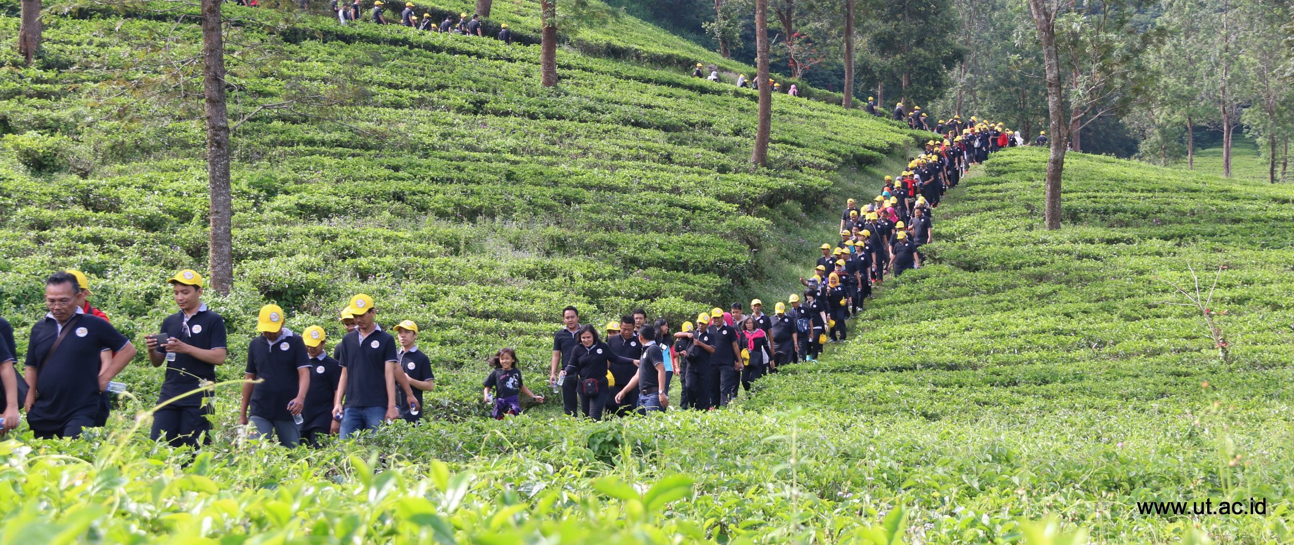 Semangat Kebersamaan di Tea Walk – Universitas Terbuka